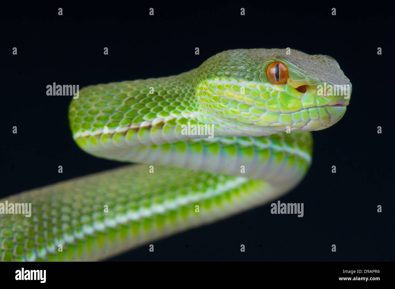 Chinese Green Tree Viper