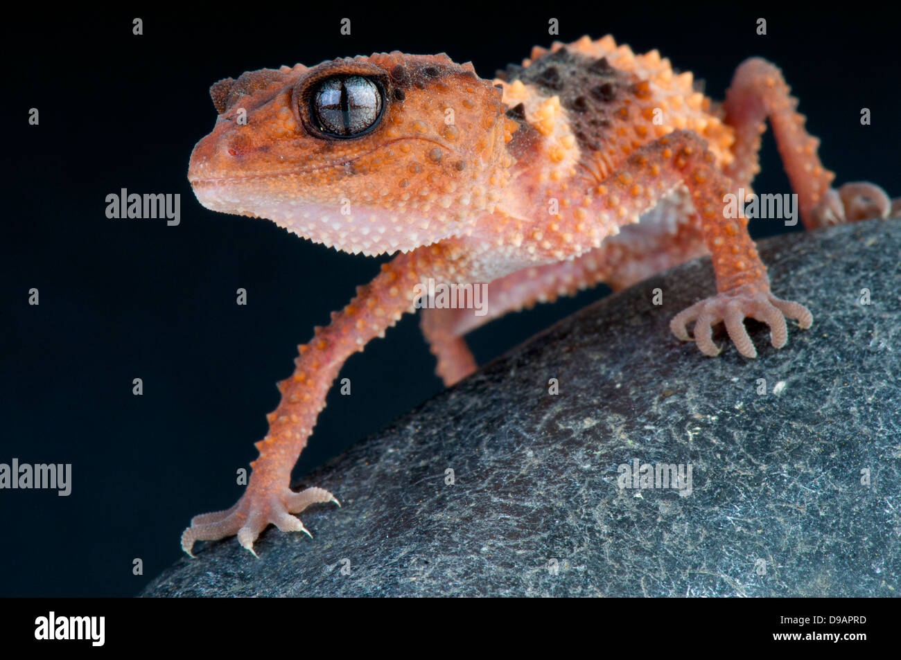 Banded rough knobtail gecko / Nephrurus wheeleri Stock Photo - Alamy