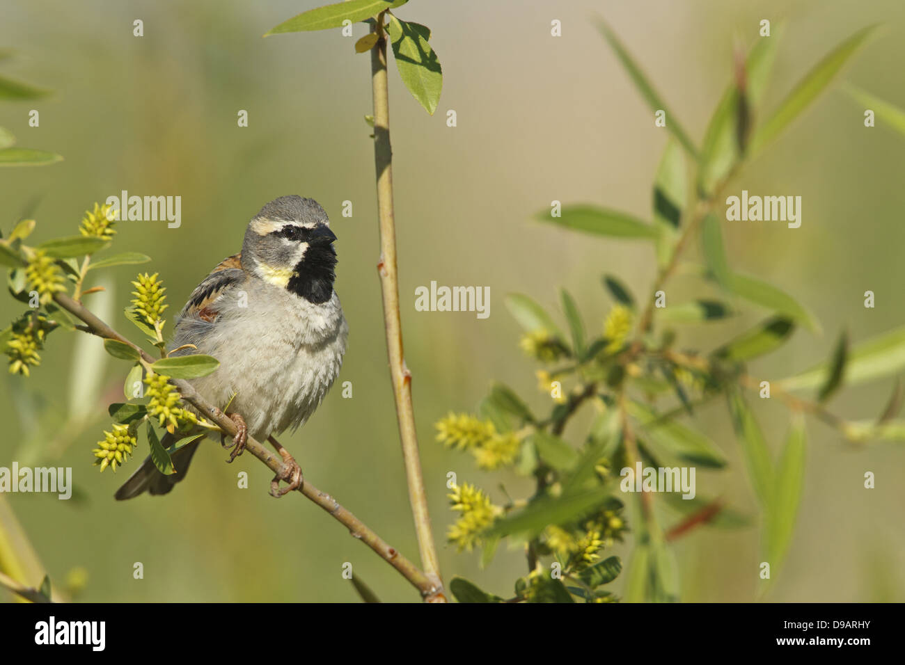 Passer moabiticus hi-res stock photography and images - Alamy