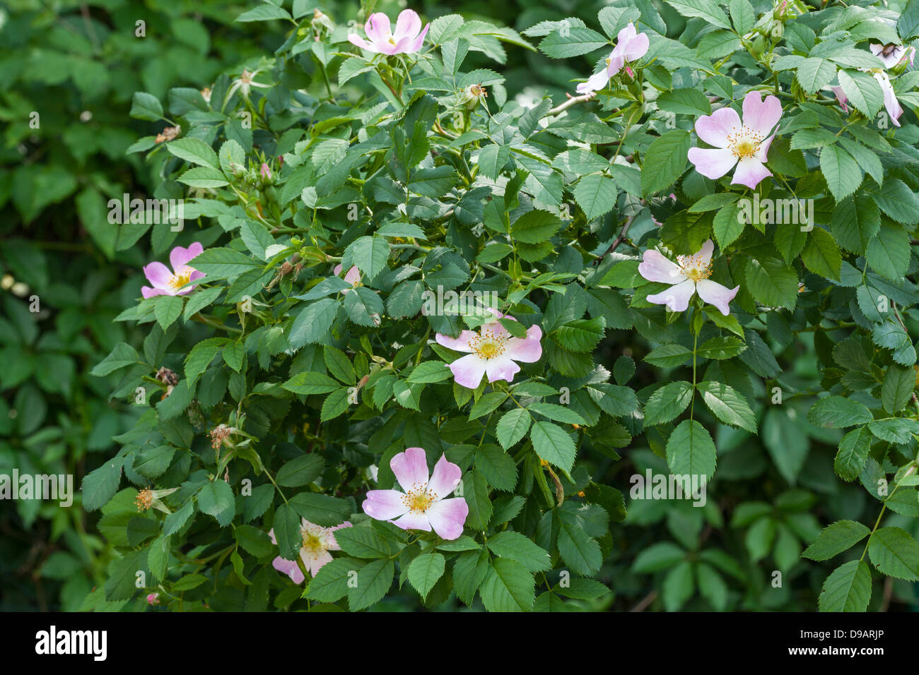 Prickly wild rose hi-res stock photography and images - Alamy