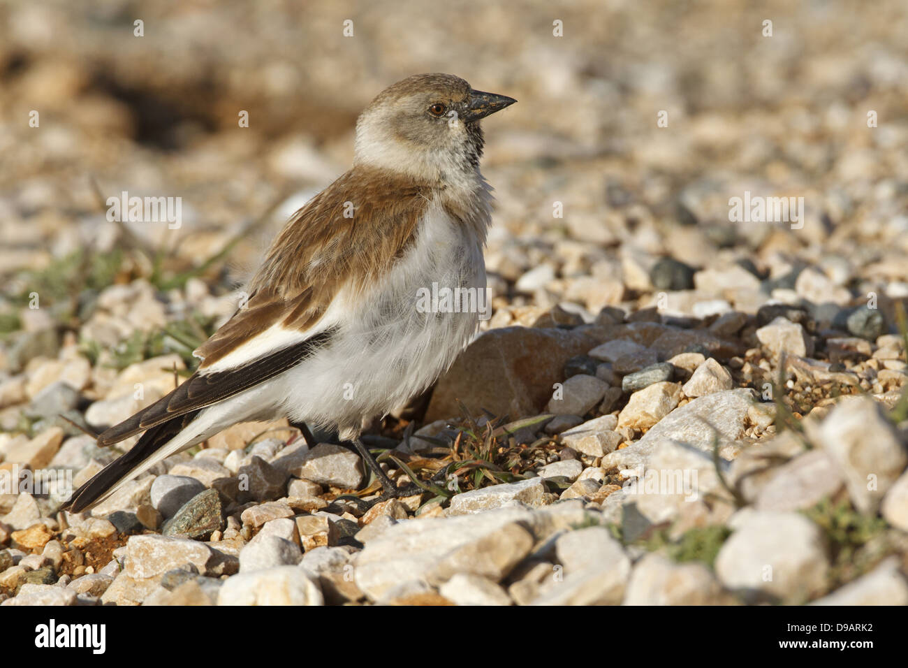 Snow Finch, White-winged Snow Finch, Montifringilla nivalis ...