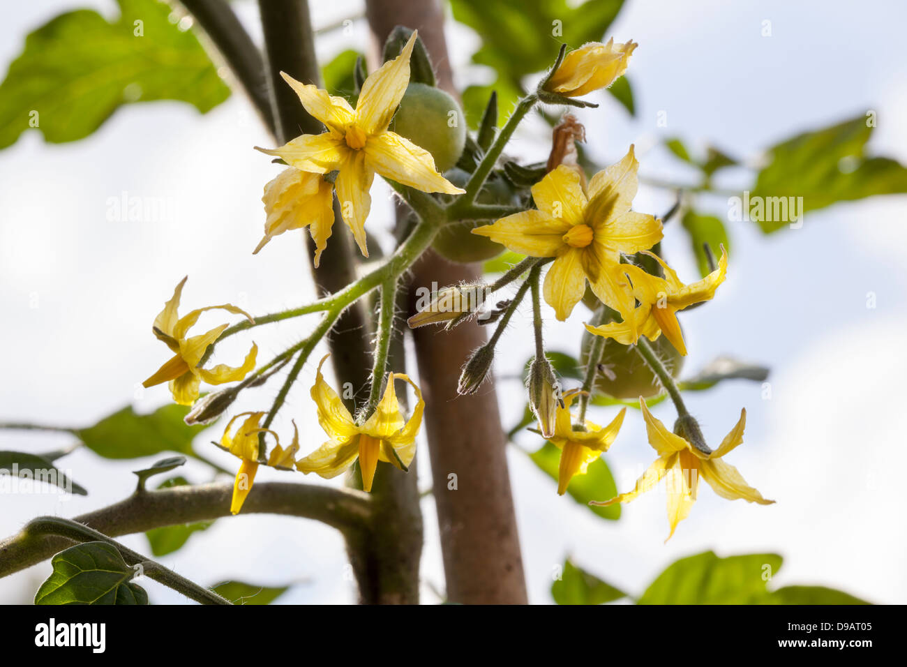 Tomato plant flower hi-res stock photography and images - Alamy