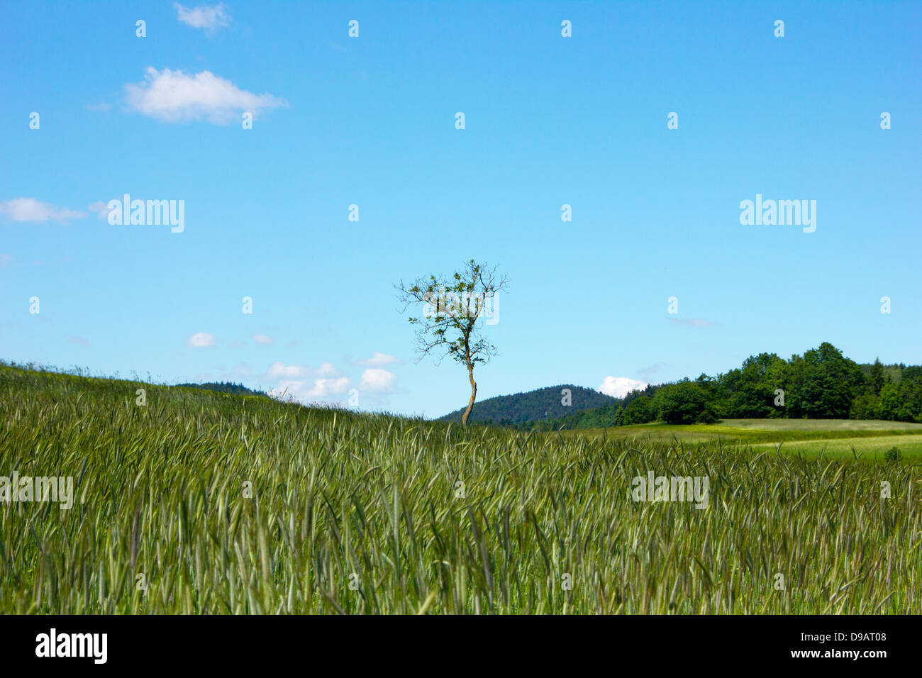 Beautiful landscape single trees hi-res stock photography and images ...