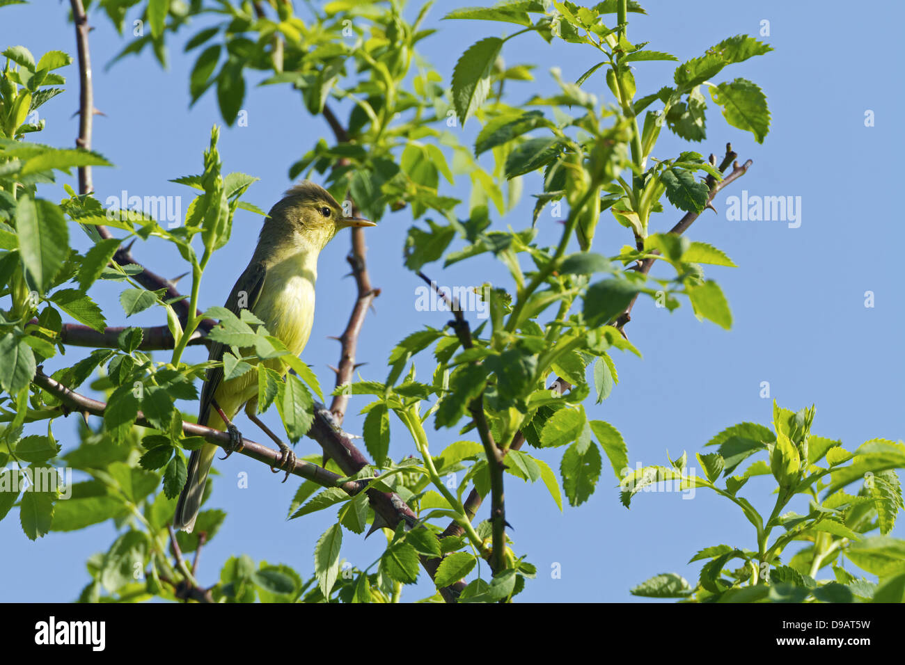 Melodious Warbler, Hippolais polyglotta, Hypolaïs polyglotte ...