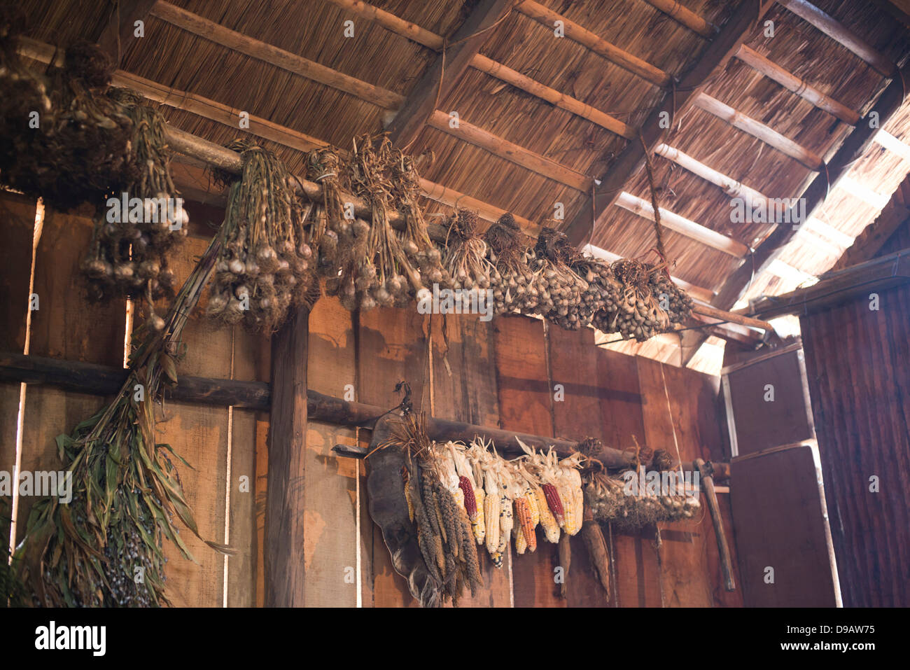 Corn with herbs and vegetables hanging in the kitchen of Naga tribe ...