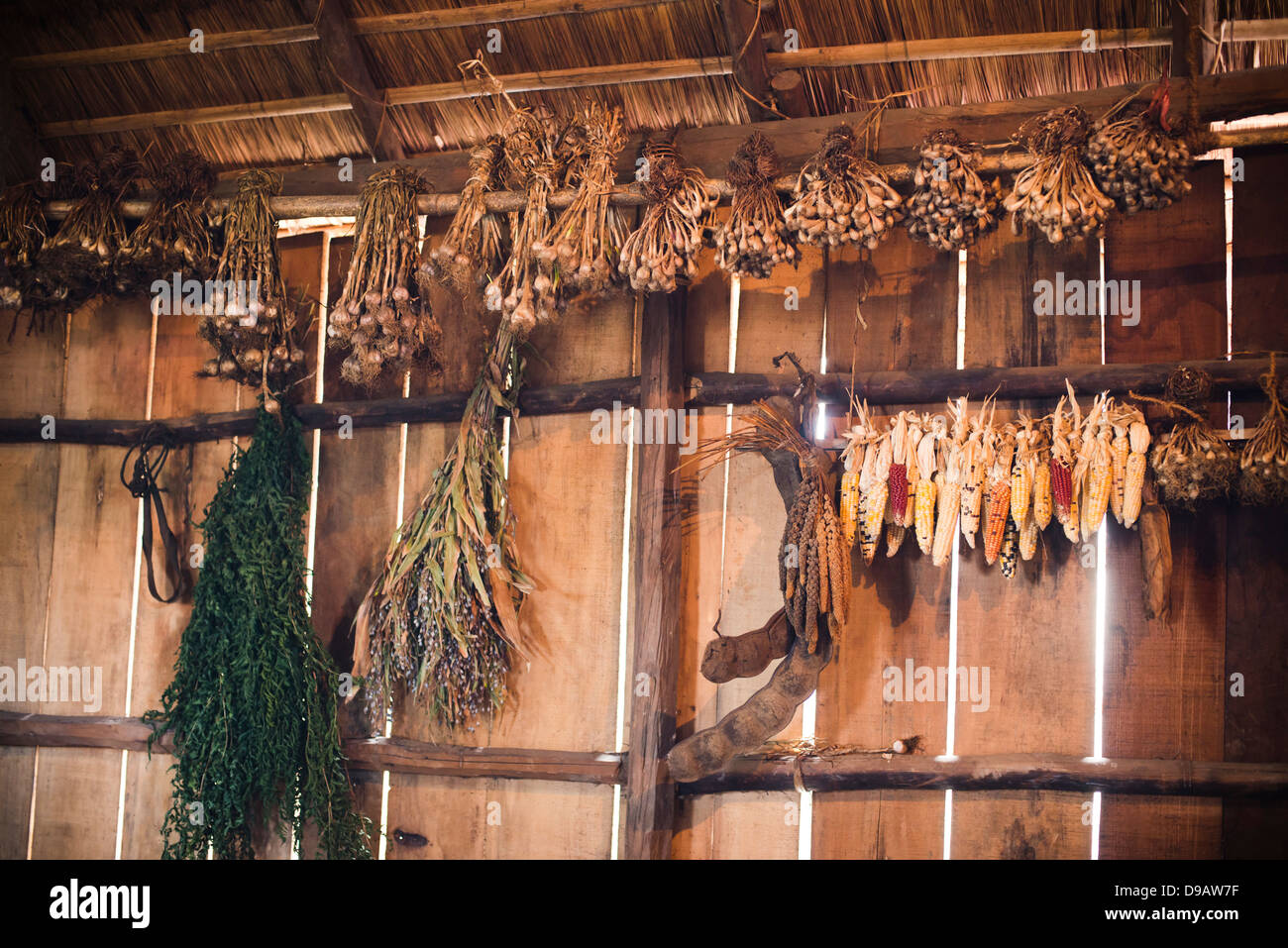 Corn with herbs and vegetables hanging in the kitchen of Naga tribe ...