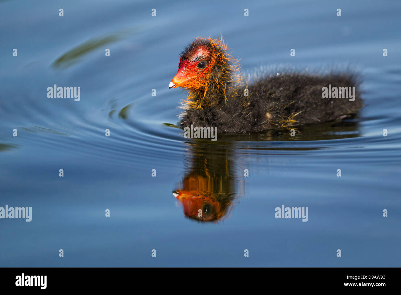 Germany, Bavaria, Eurasian Coot chick Stock Photo - Alamy