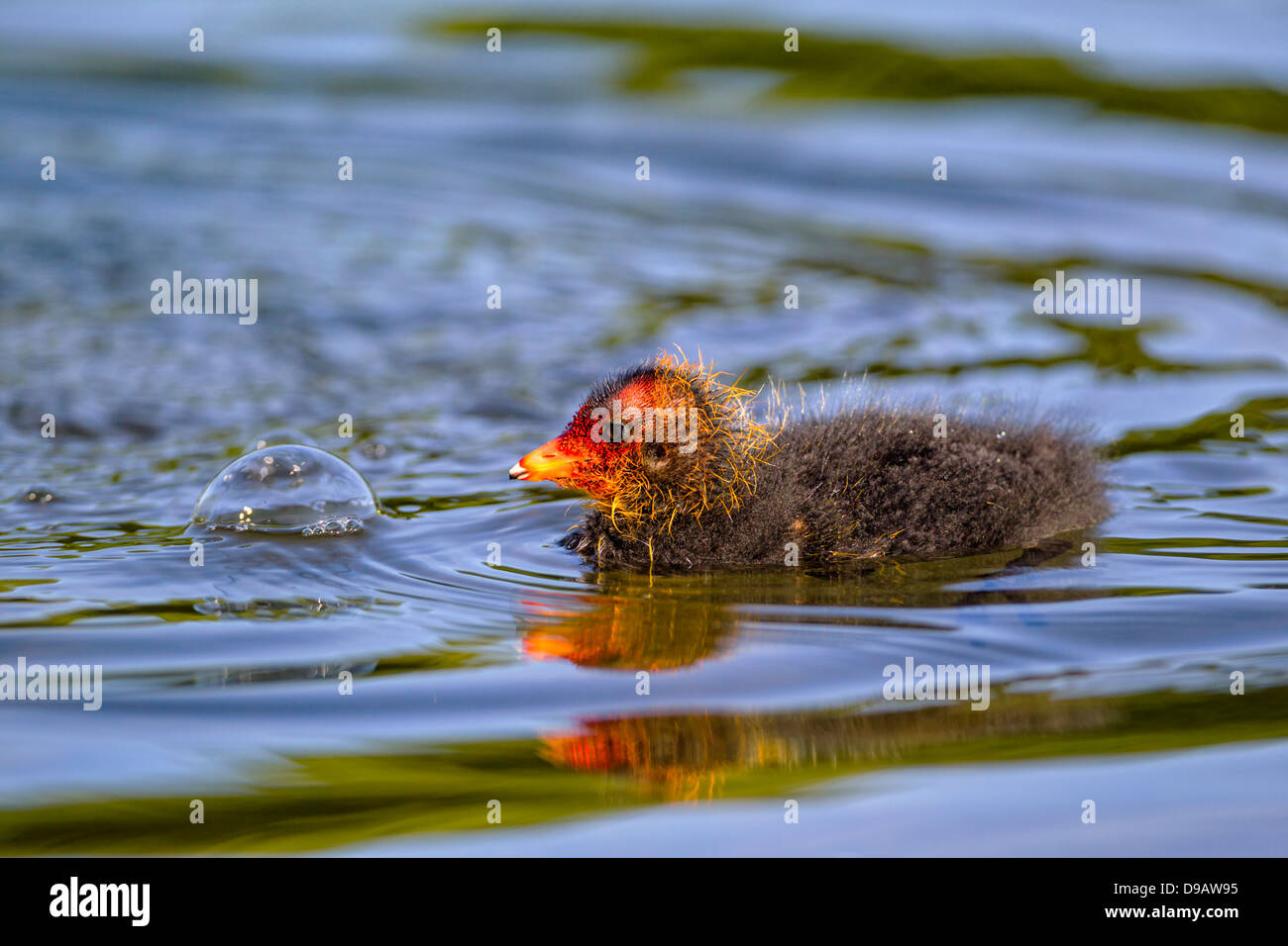 Germany, Bavaria, Eurasian Coot chick Stock Photo - Alamy