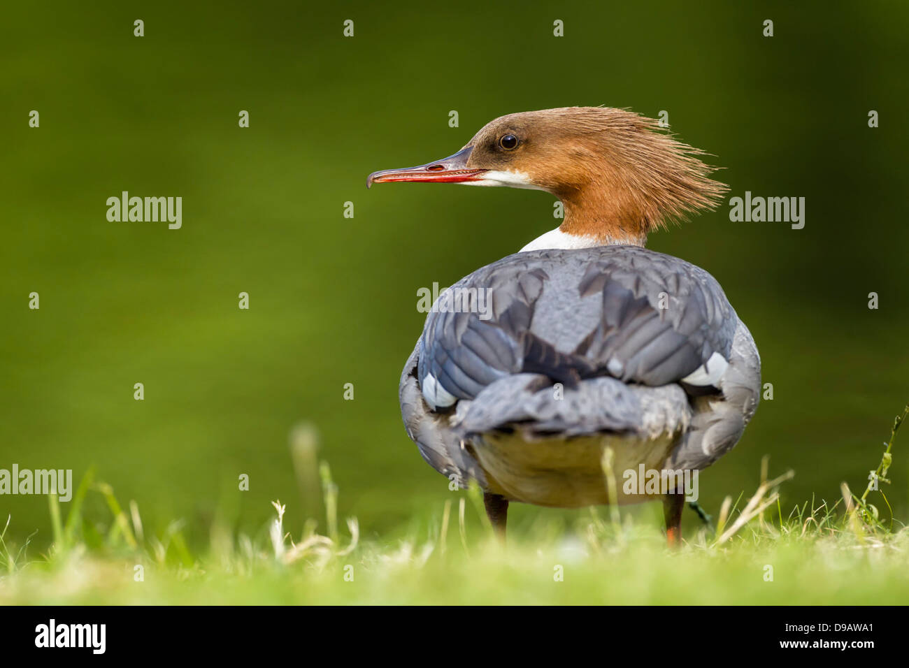 Goosander on grass hi-res stock photography and images - Alamy