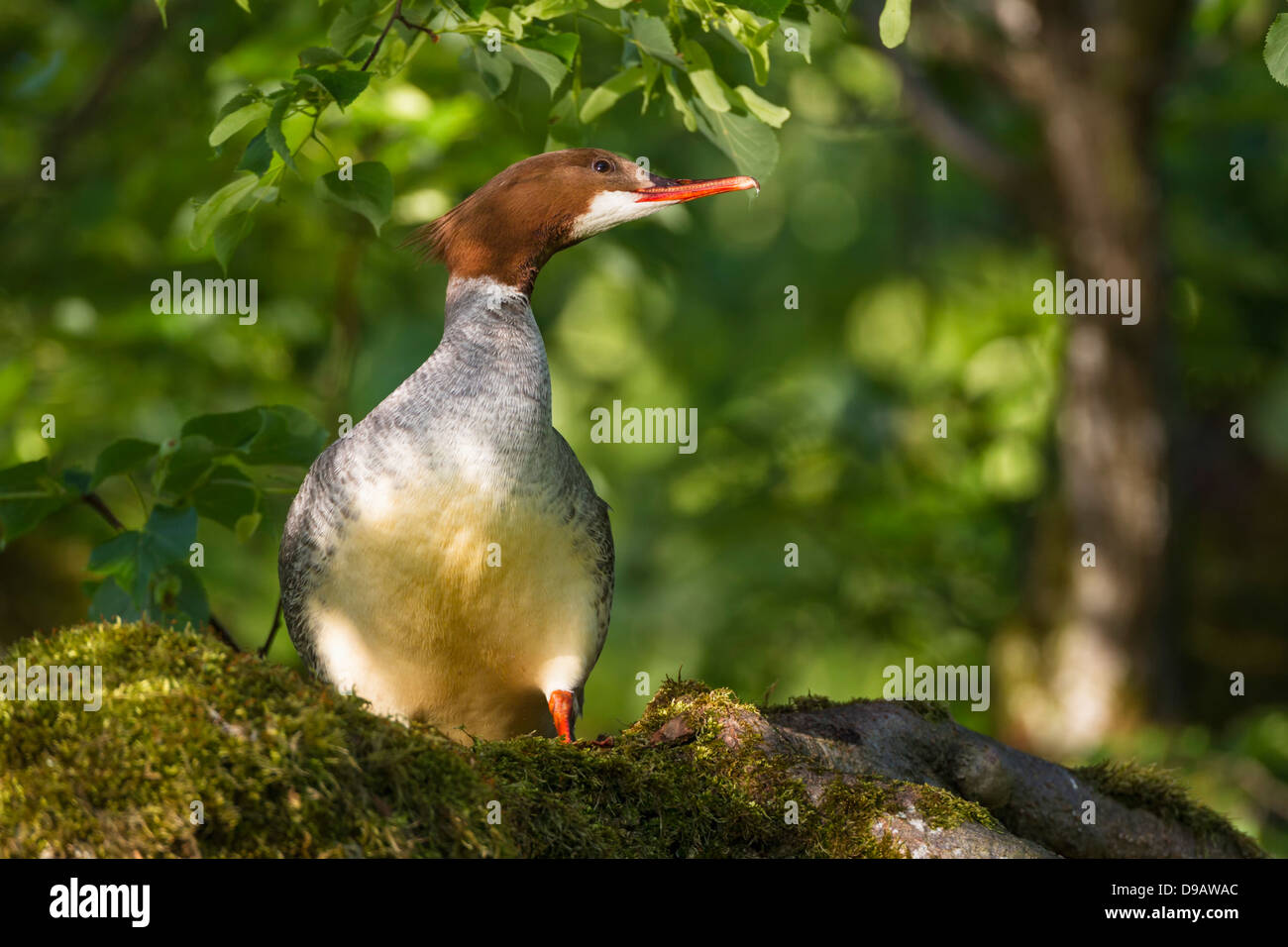 Goosander tree hi-res stock photography and images - Alamy
