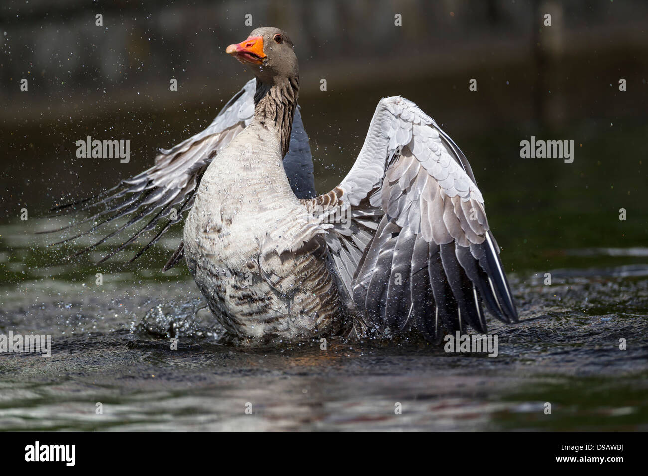 Germany, Bavaria, Greylag Goose bathing Stock Photo - Alamy