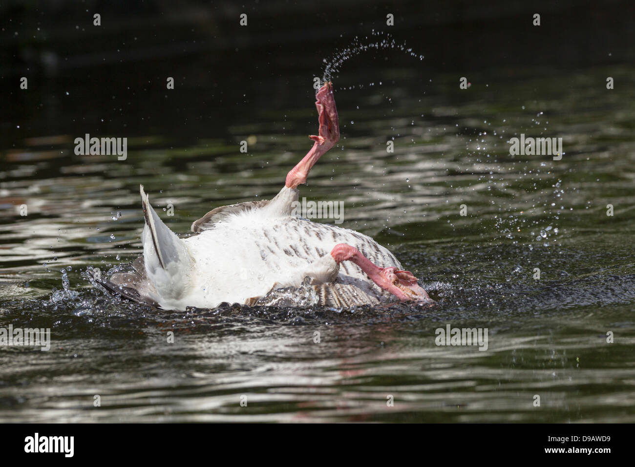Germany bavaria greylag goose hi-res stock photography and images - Alamy