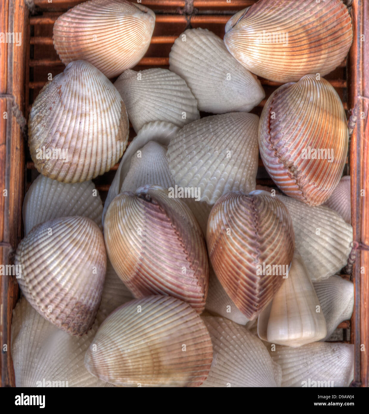 Many sea shells in a basket Stock Photo - Alamy