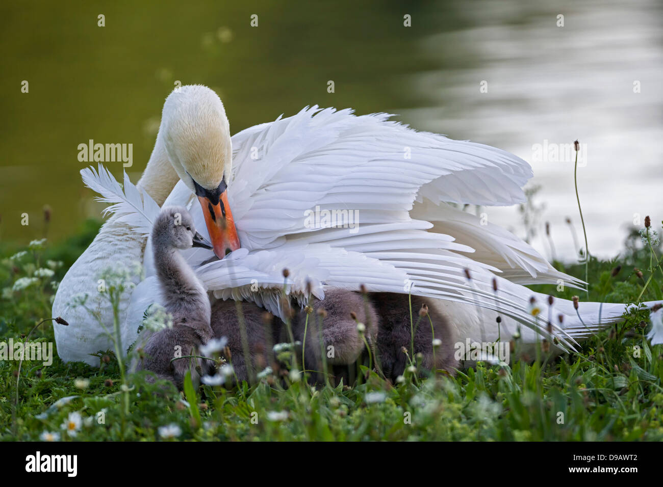 Europe, Germany, Bavaria, Swan with chicks on grass Stock Photo - Alamy