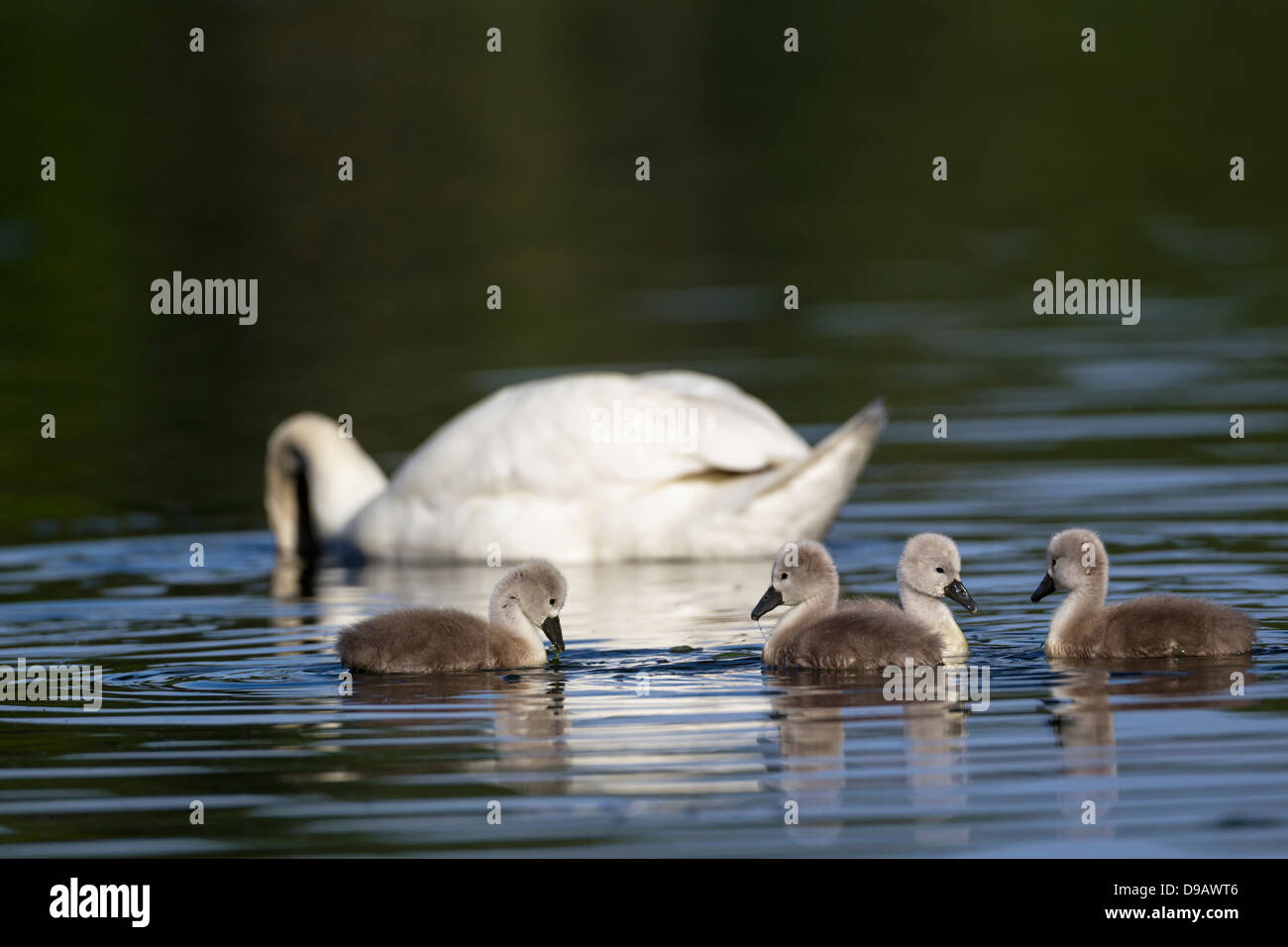 Full grown swan hi-res stock photography and images - Alamy