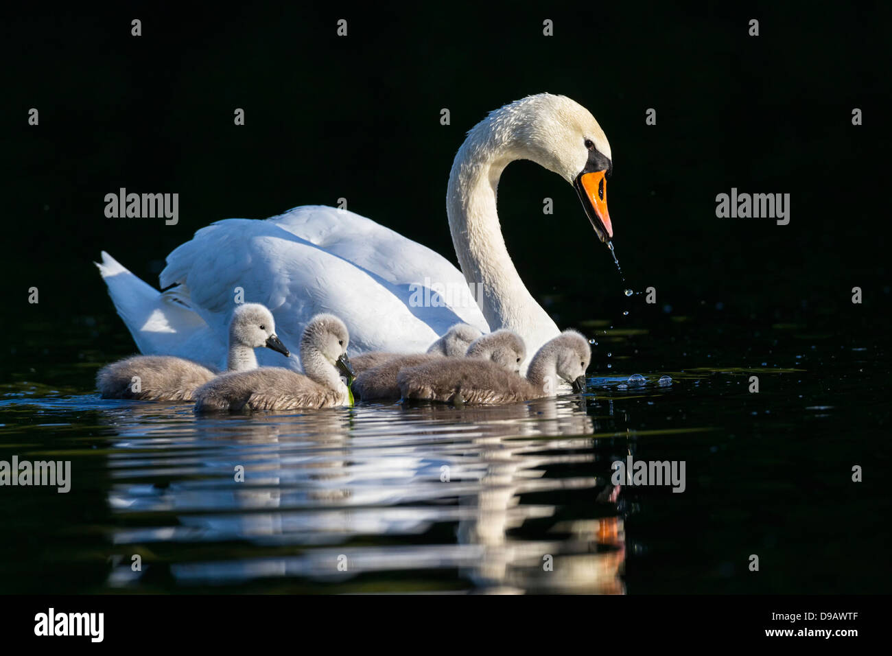Full grown swan hi-res stock photography and images - Alamy