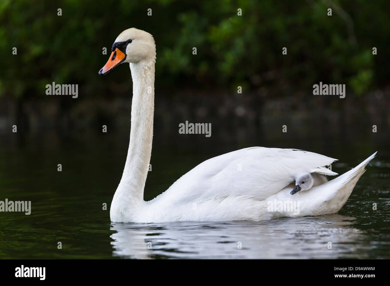 Full grown swan hi-res stock photography and images - Alamy
