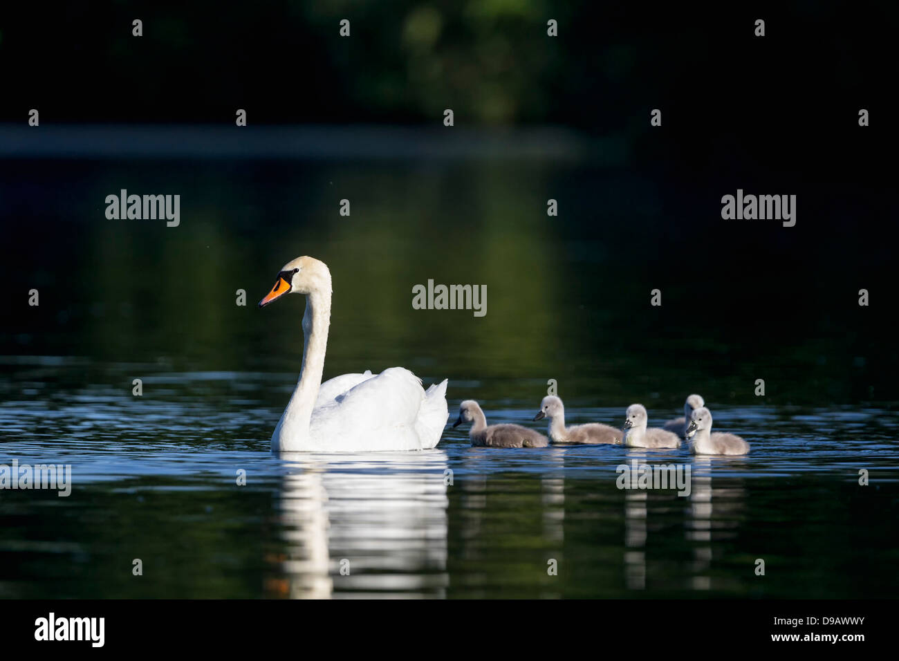 Europe, Germany, Bavaria, Swan with chicks swimming in water Stock ...