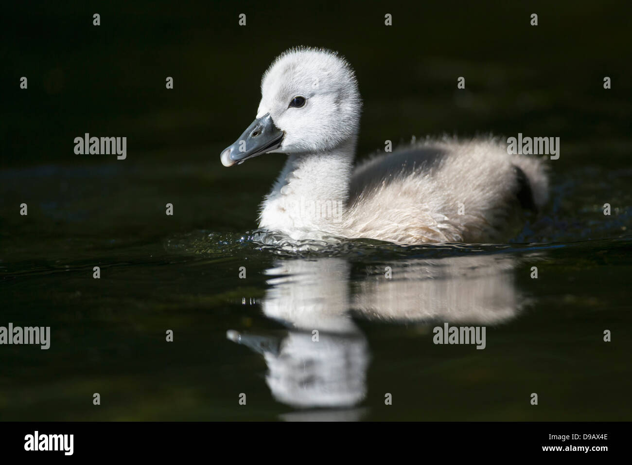 Europe, Germany, Bavaria, Swan chick swimming in water Stock Photo - Alamy