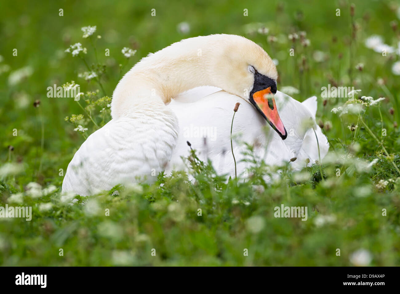 Europe, Germany, Bavaria, Swan on grass Stock Photo - Alamy