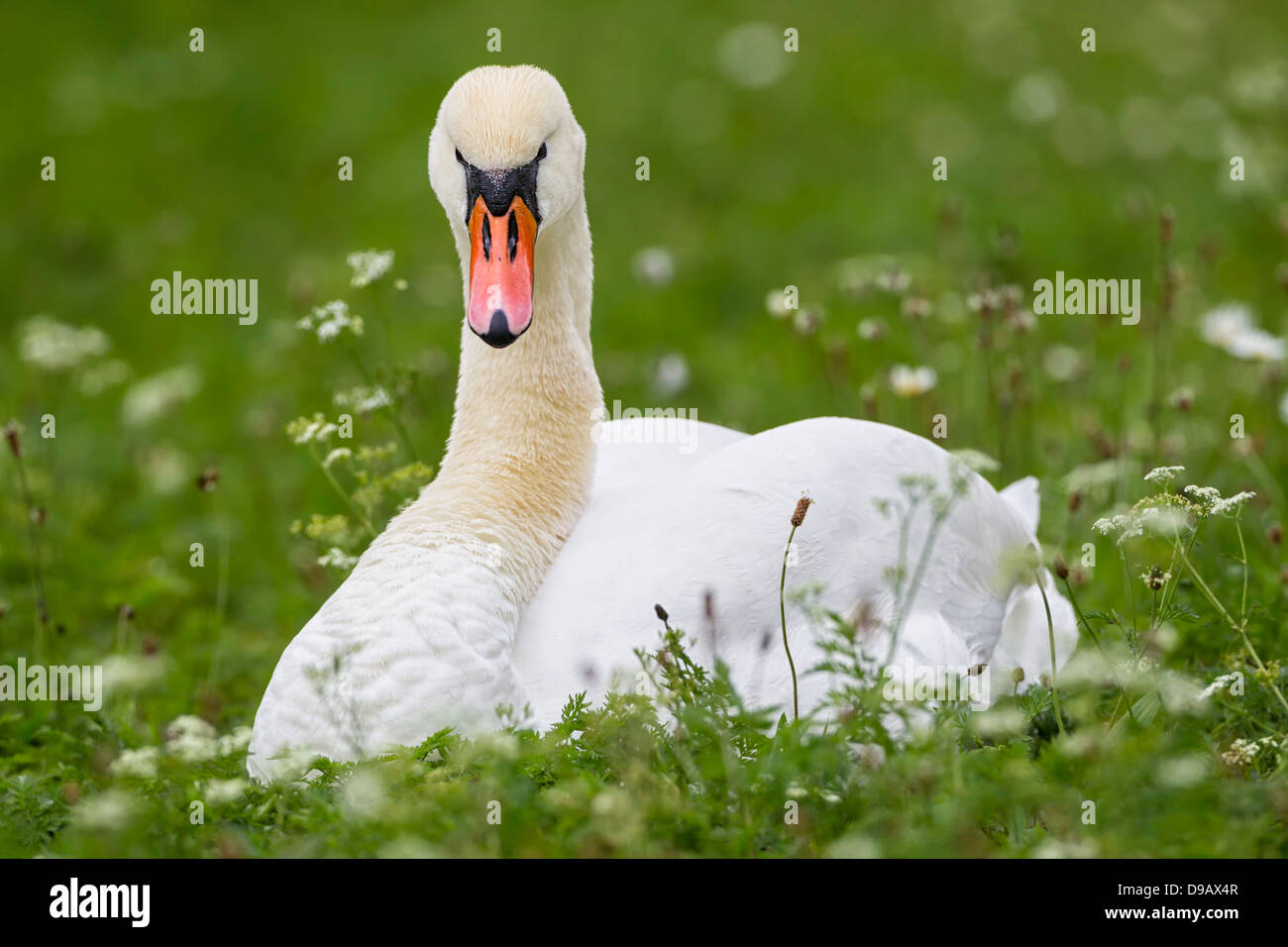 Europe, Germany, Bavaria, Swan on grass Stock Photo - Alamy