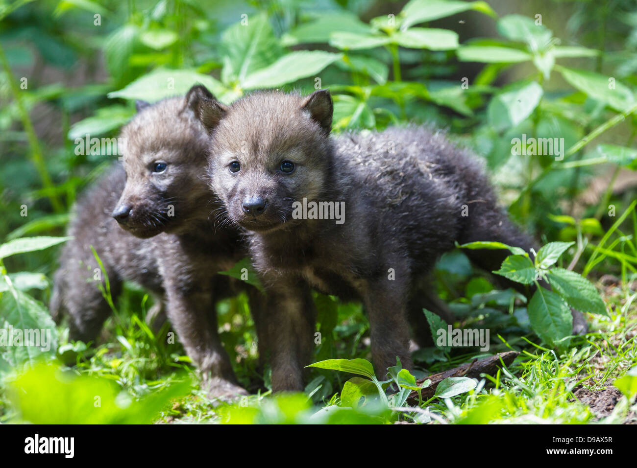 Wolf forest two hi-res stock photography and images - Alamy