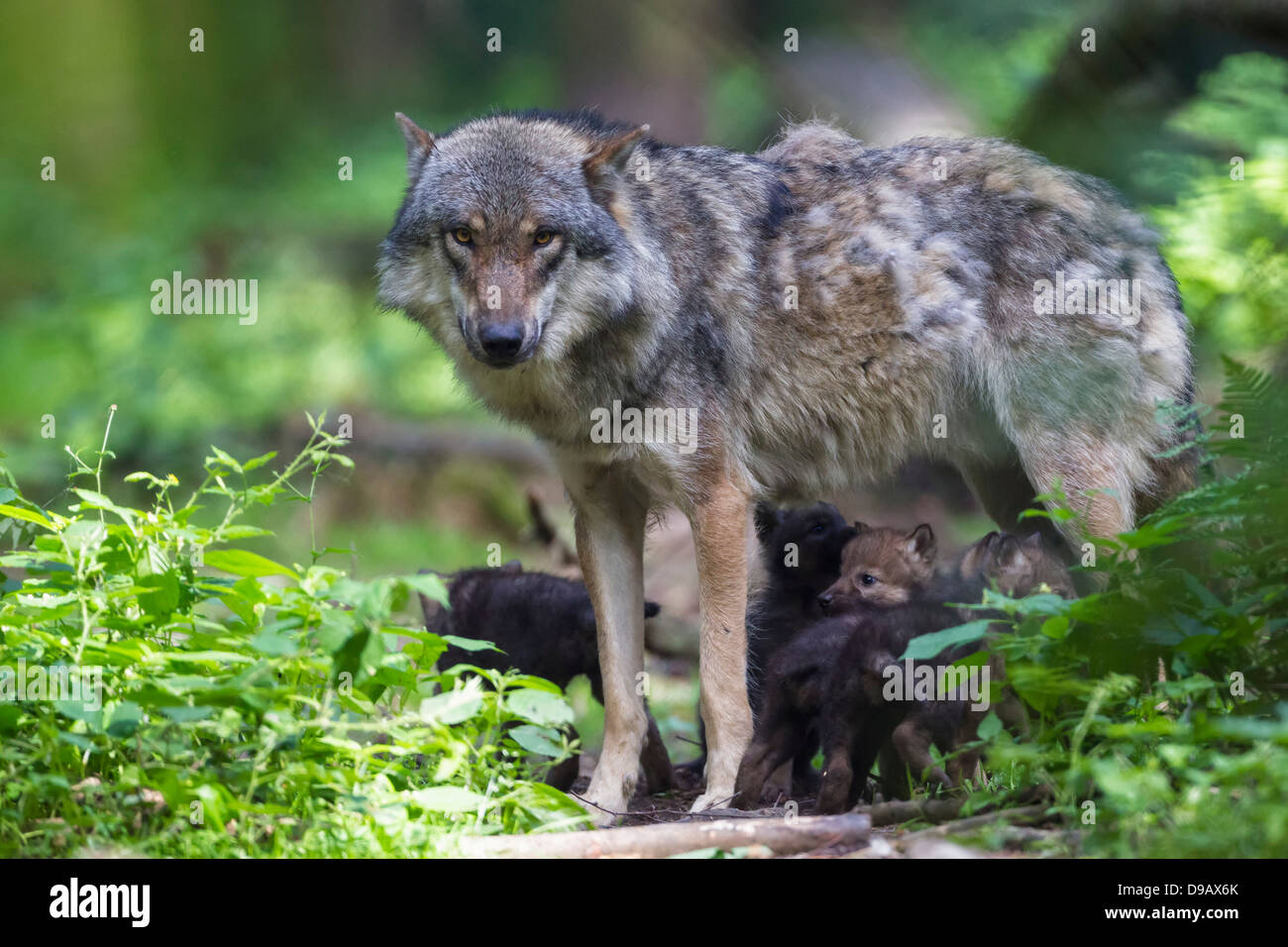 Germany, Bavaria, Gray wolf with her pups Stock Photo - Alamy