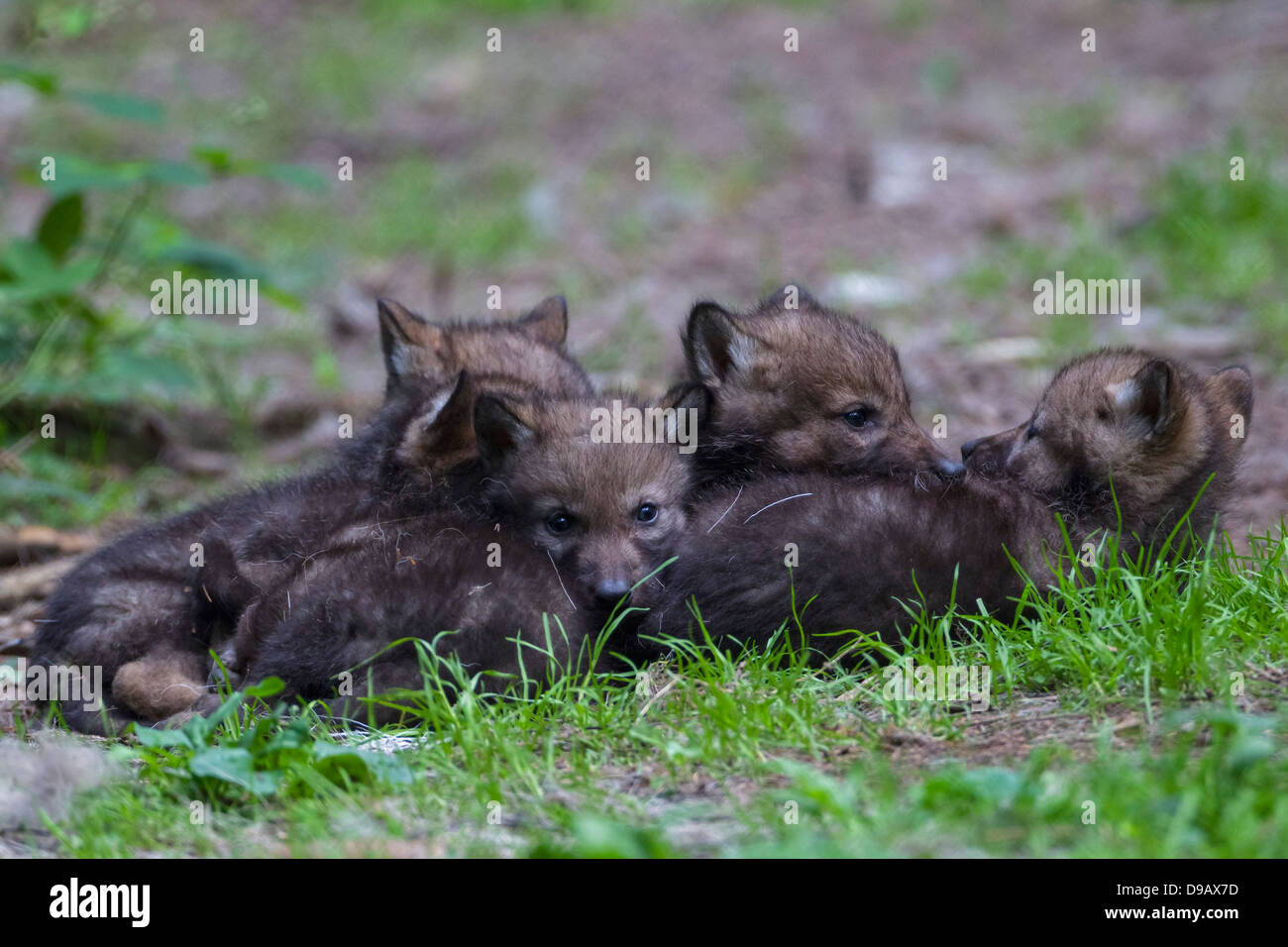 Germany, Bavaria, Gray wolf pups in forest Stock Photo - Alamy