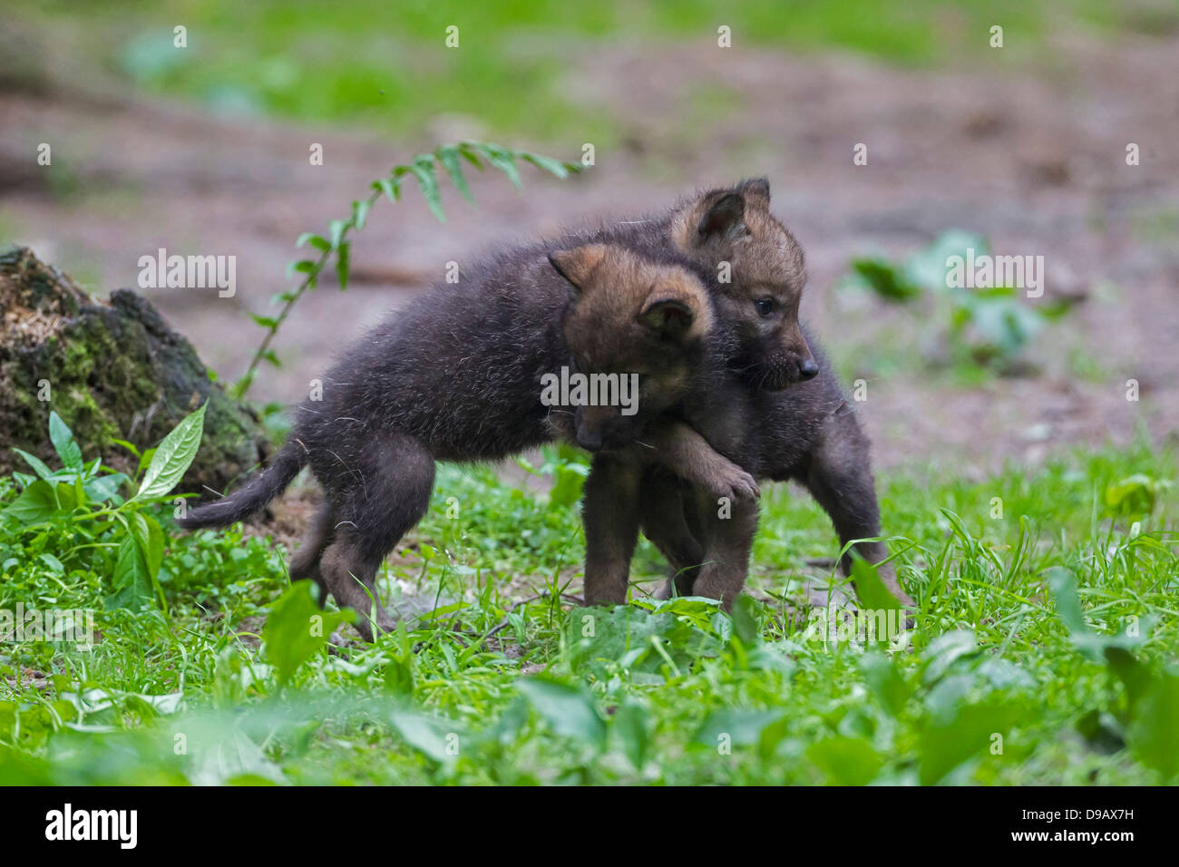 Gray wolf pups hi-res stock photography and images - Alamy