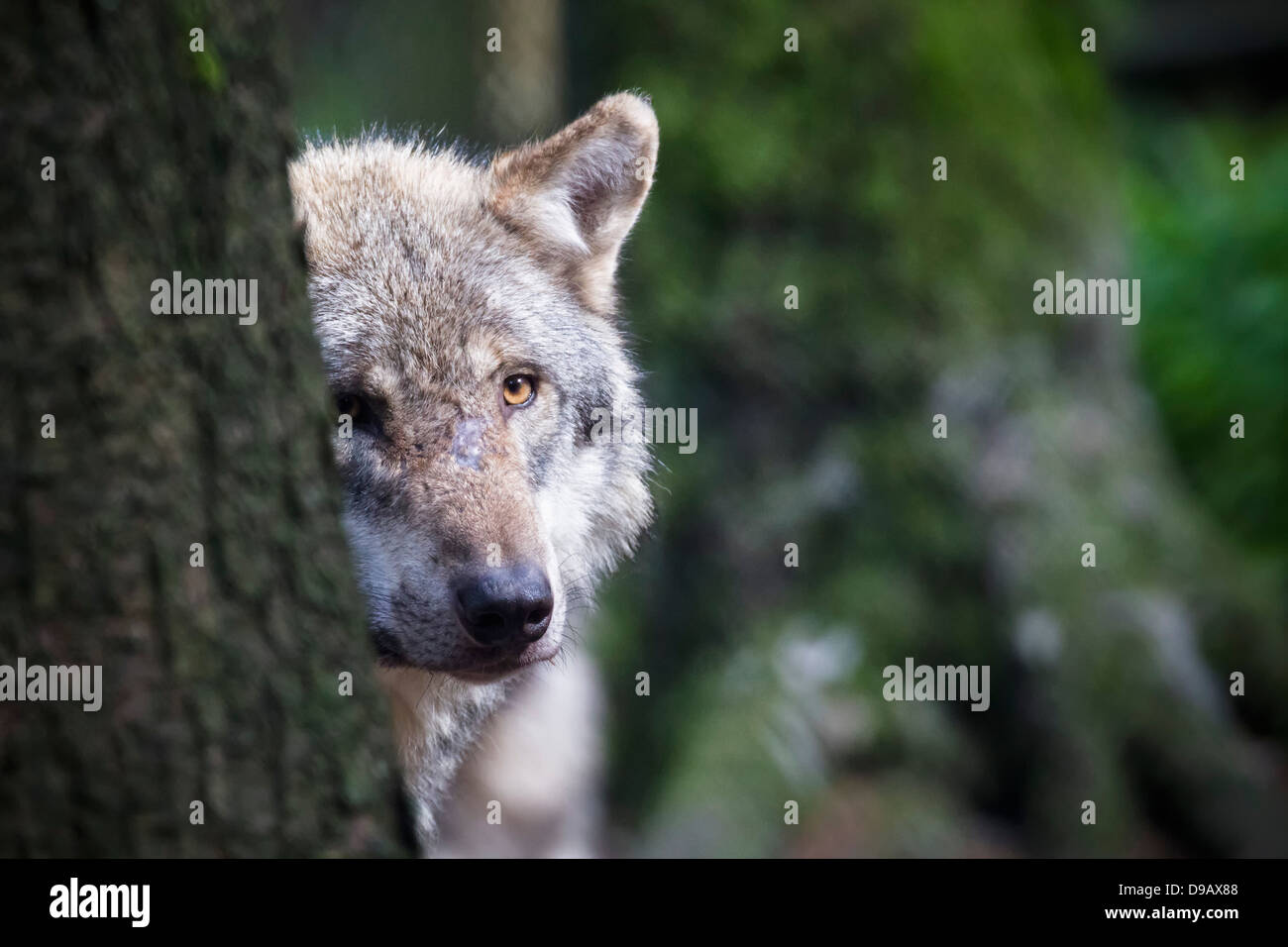 Germany, Bavaria, Gray wolf in forest Stock Photo - Alamy
