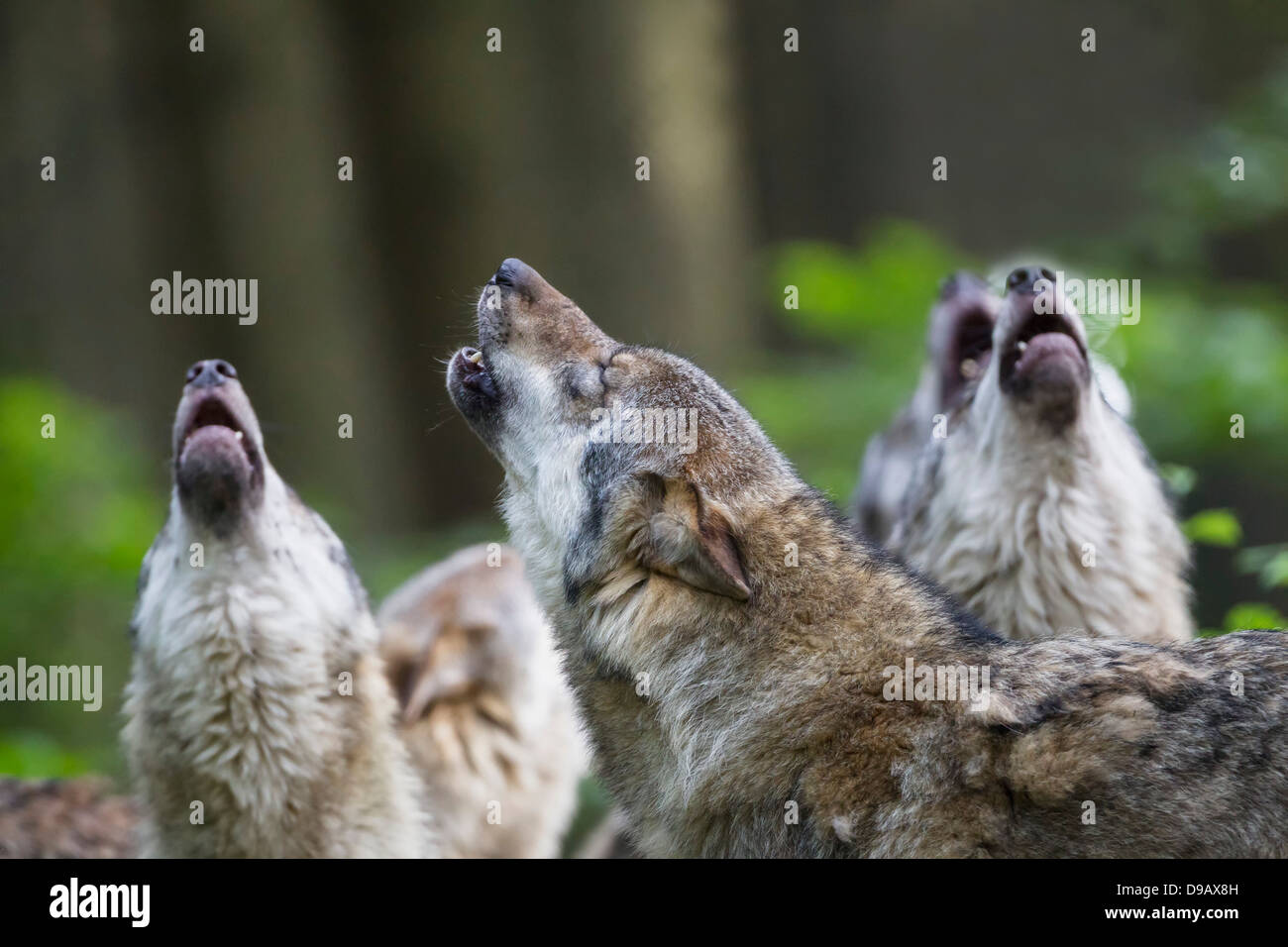 Howling hi-res stock photography and images - Alamy