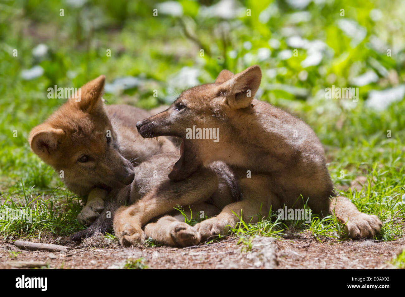 Germany, Bavaria, Gray wolf pups are playing Stock Photo - Alamy