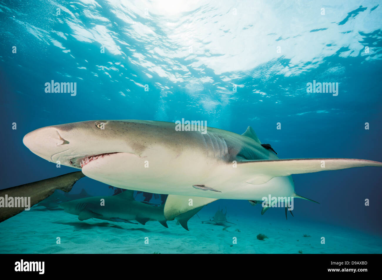 Lemon sharks in atlantic ocean hi-res stock photography and images - Alamy