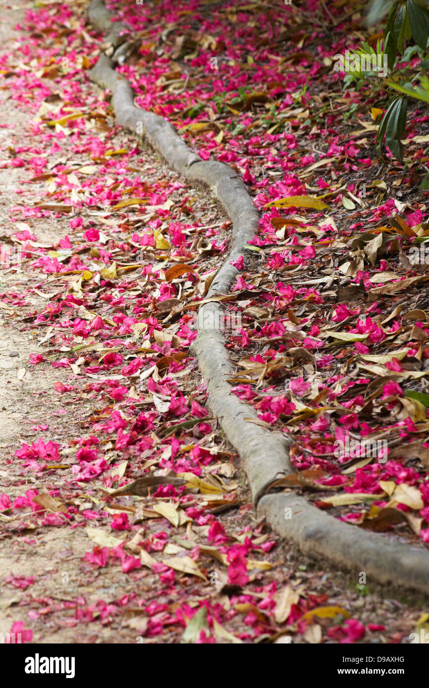 Fallen flower petals close up hi-res stock photography and images - Alamy