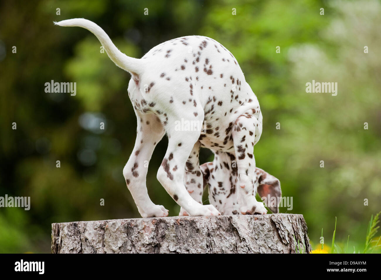 Dog from behind hi-res stock photography and images - Alamy