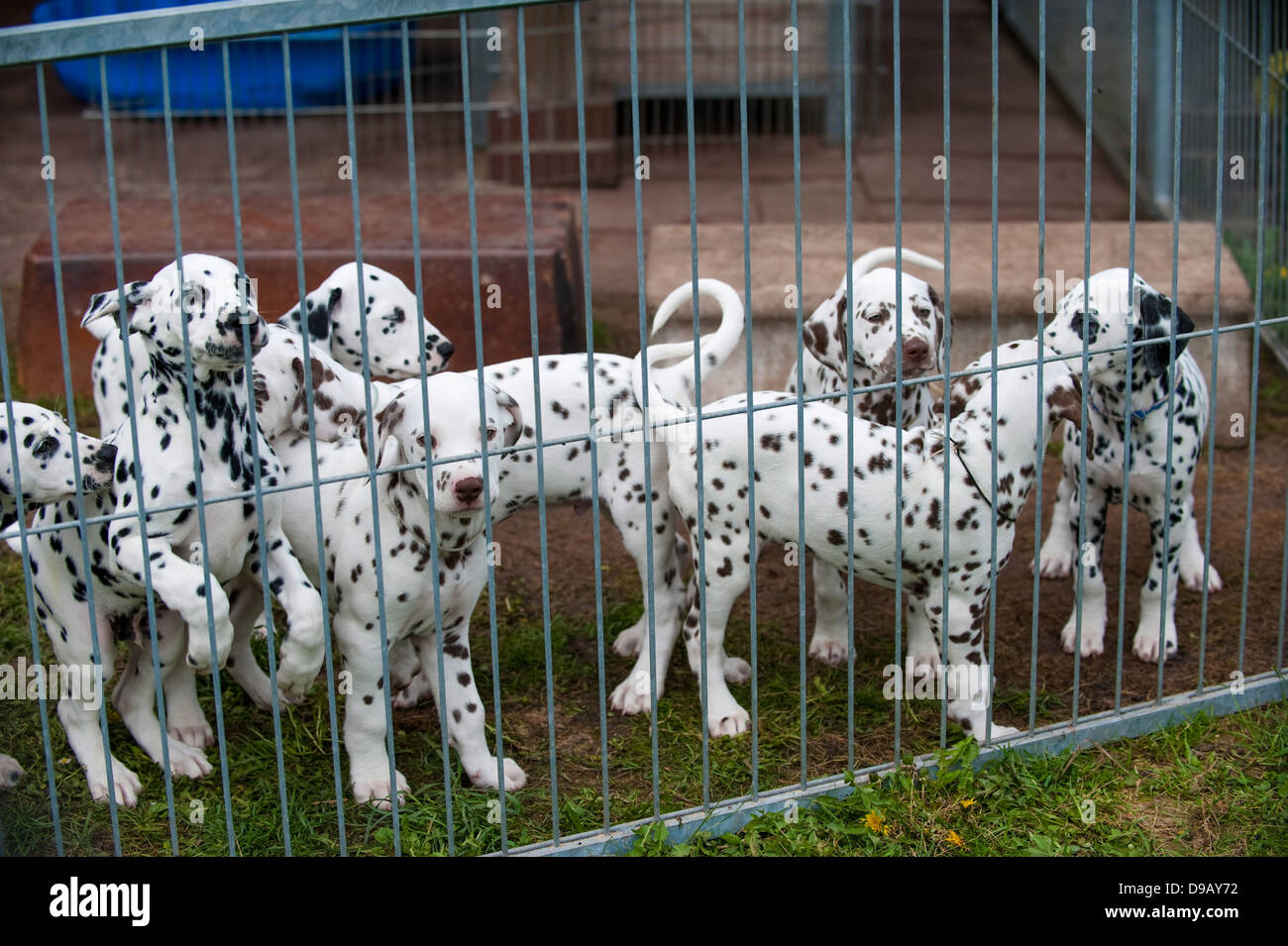 Dalmatian puppies at the breeder Stock Photo - Alamy