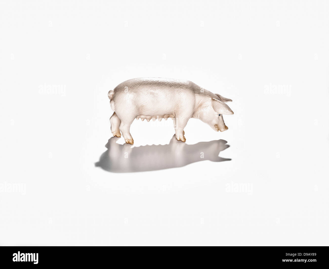 Close up shot pig Cut Out Stock Images & Pictures - Alamy