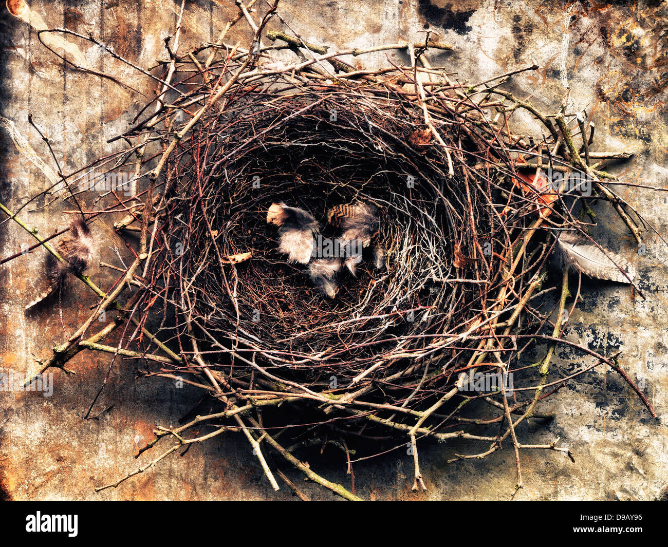 Empty birds nest with feathers, close up Stock Photo - Alamy
