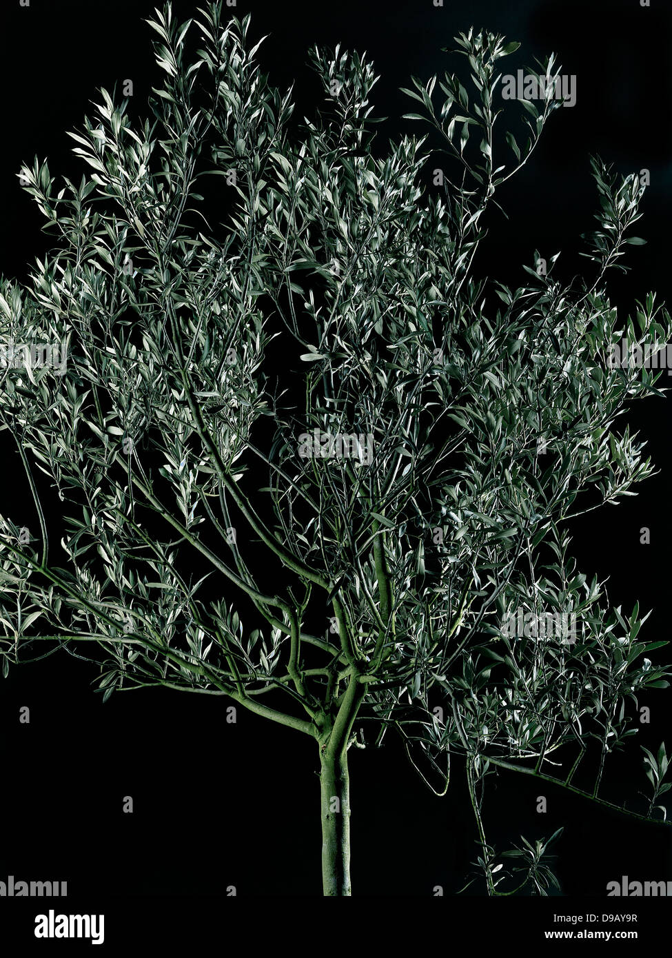 Olive tree at night hi-res stock photography and images - Alamy