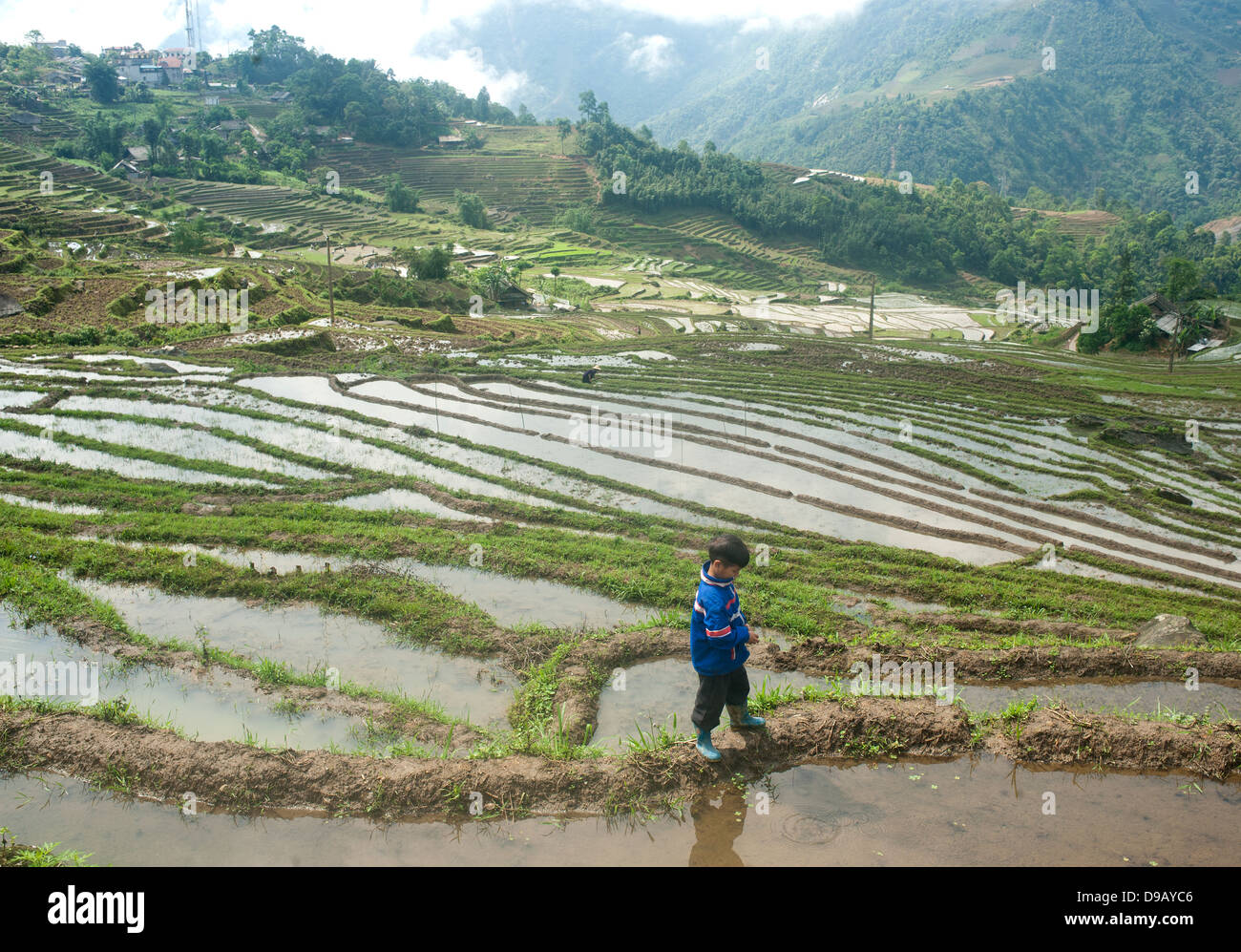 Sapa region, North Vietnam - Rice fields Stock Photo - Alamy