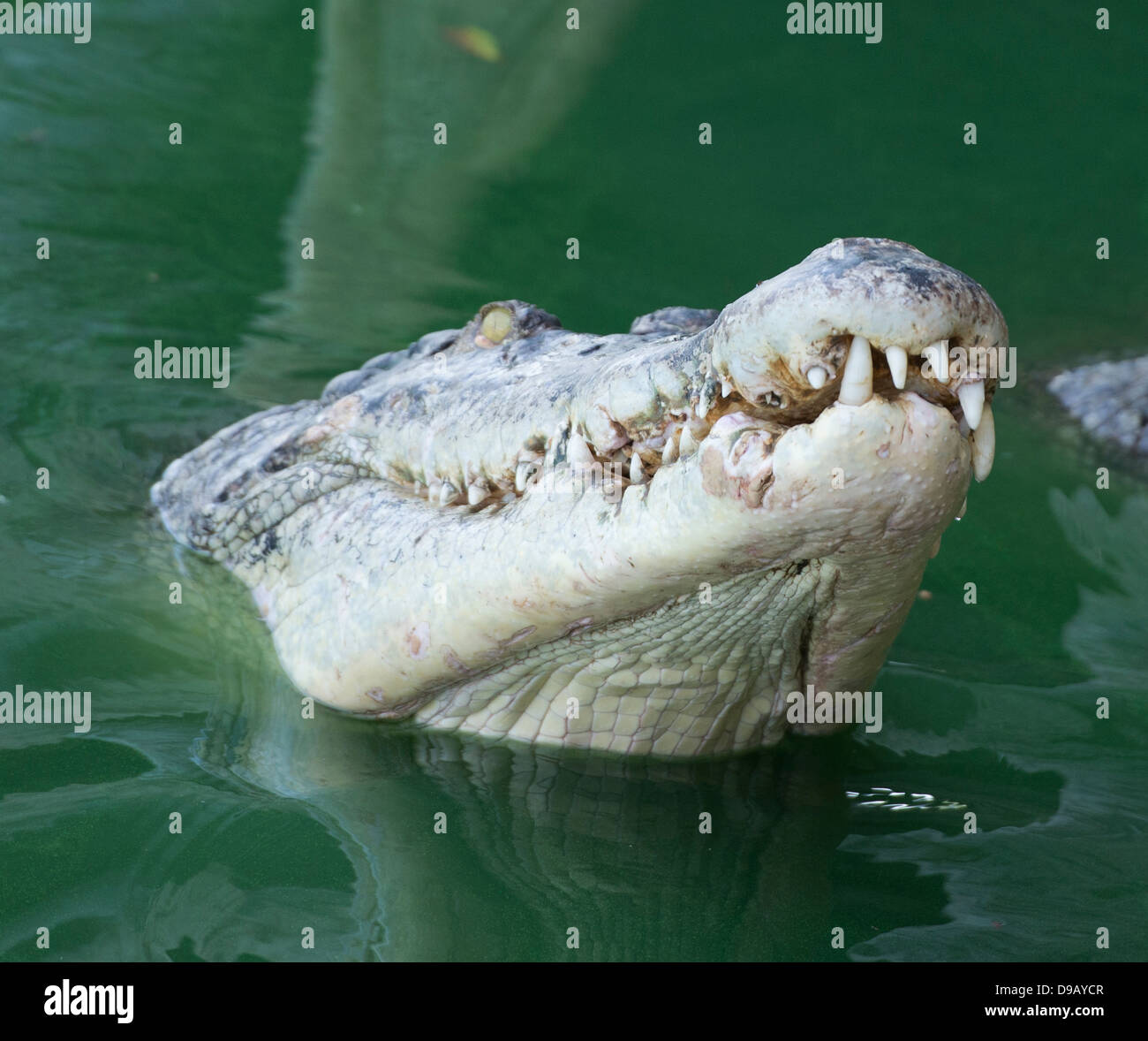 Crocodiles In Thailand High Resolution Stock Photography and Images - Alamy