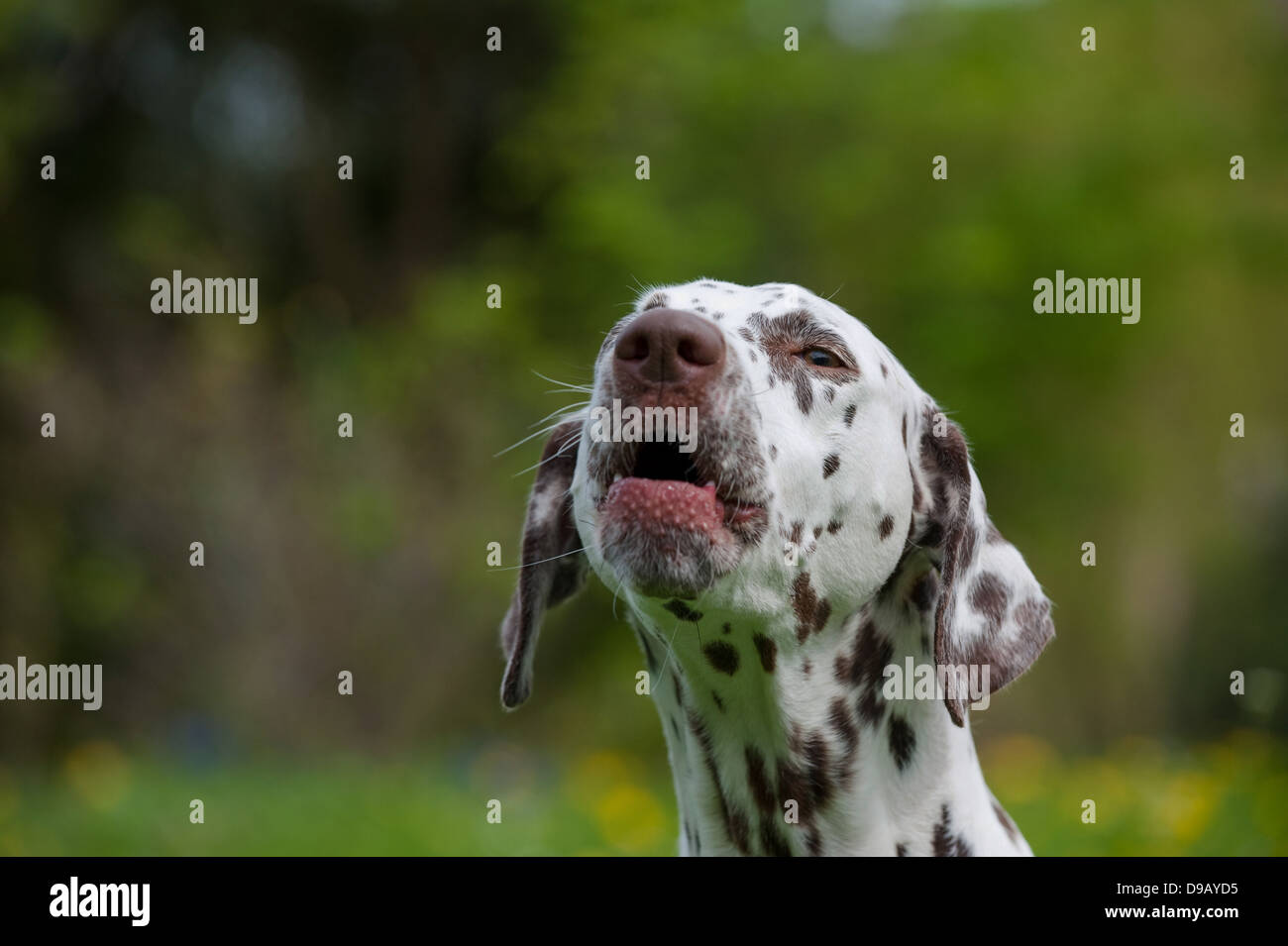 Barking dalmatian dog in nature Stock Photo - Alamy