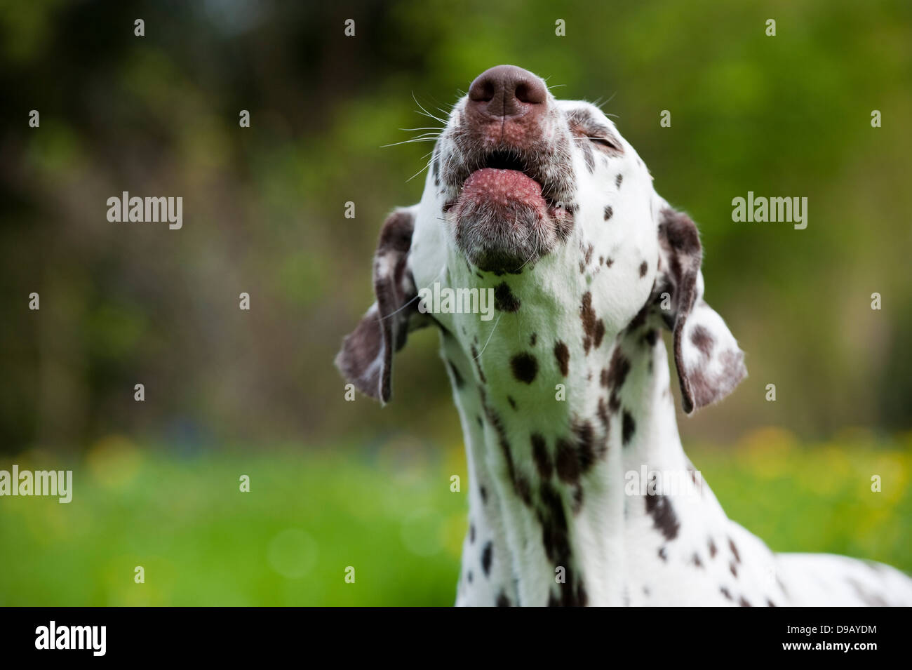 Barking dalmatian dog in nature Stock Photo - Alamy