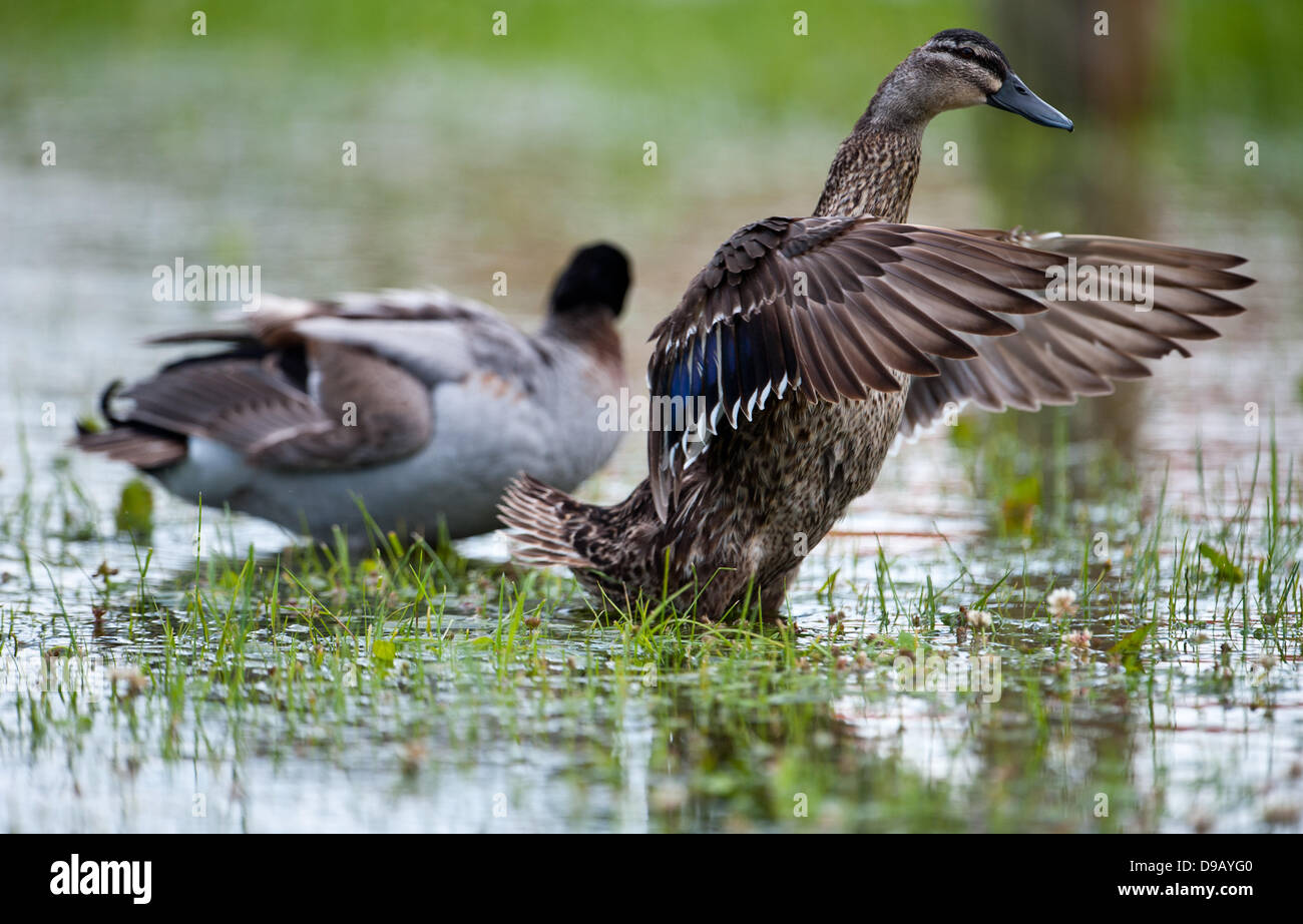 Two ducks are visible on a flooded meadow in Bleckede, Germany, 16 June ...