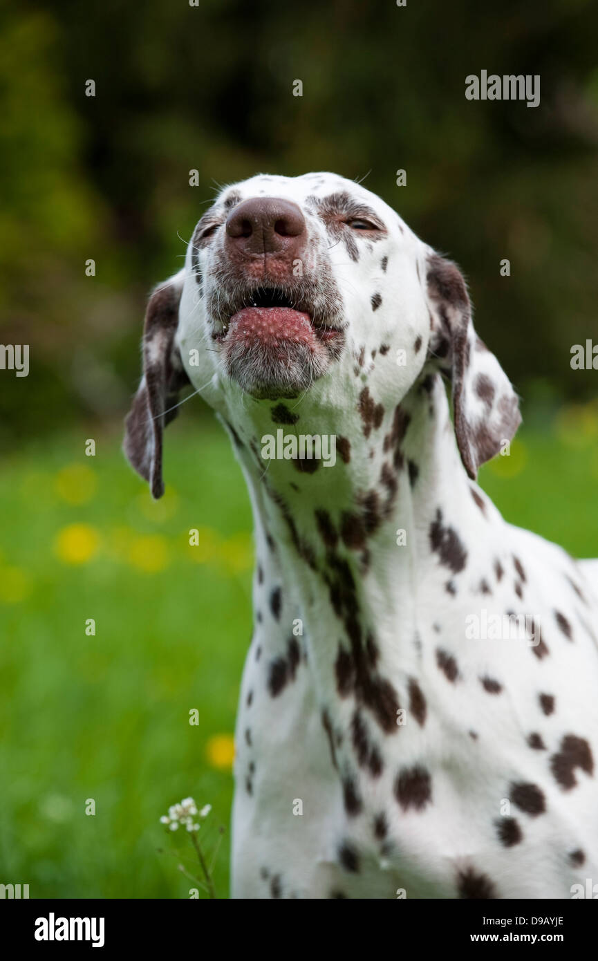 Barking dalmatian dog in nature Stock Photo - Alamy