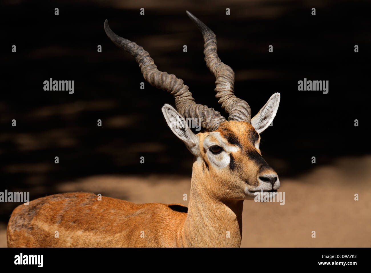 Indian antelope species hi-res stock photography and images - Alamy