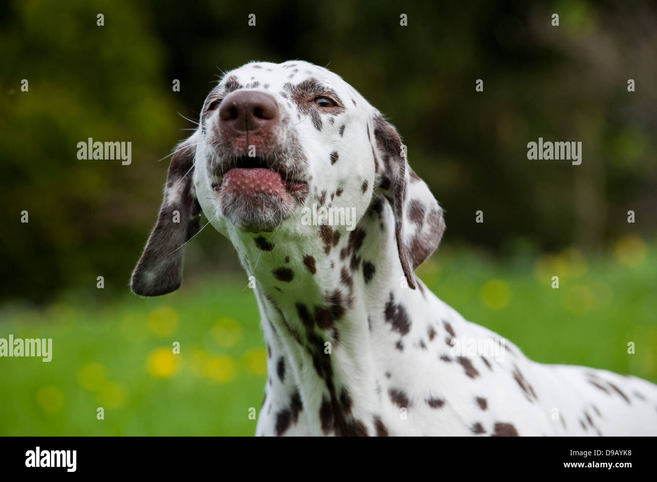 Dog barking collar hi-res stock photography and images - Alamy