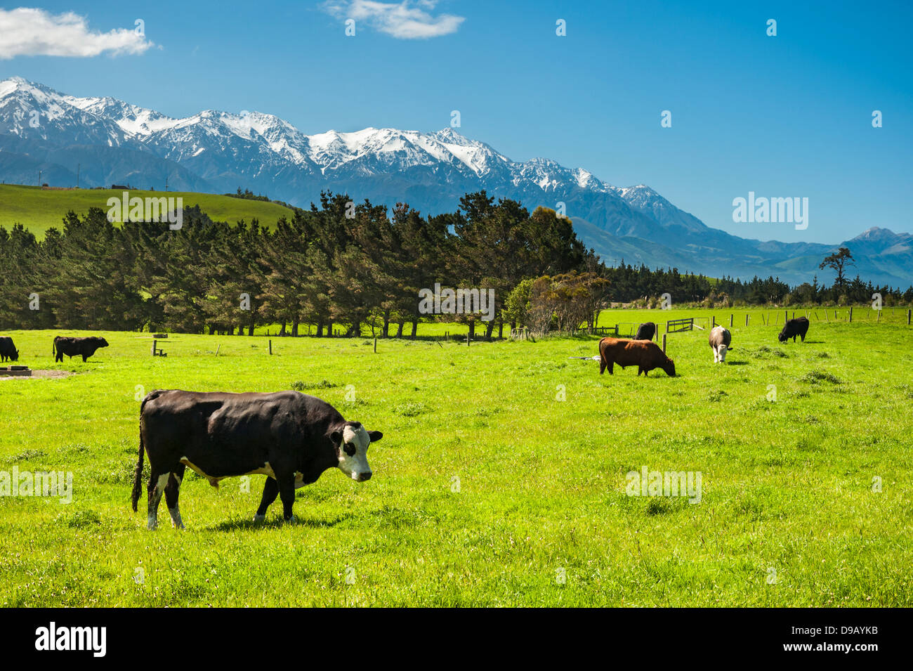Beef farming on Kaikoura Peninsula. New Zealand, South Island Stock ...