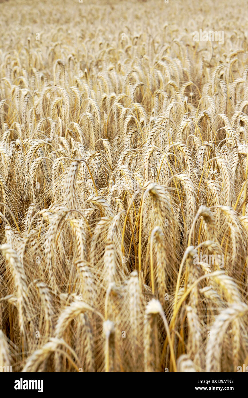 Germany, View of wheat field Stock Photo - Alamy
