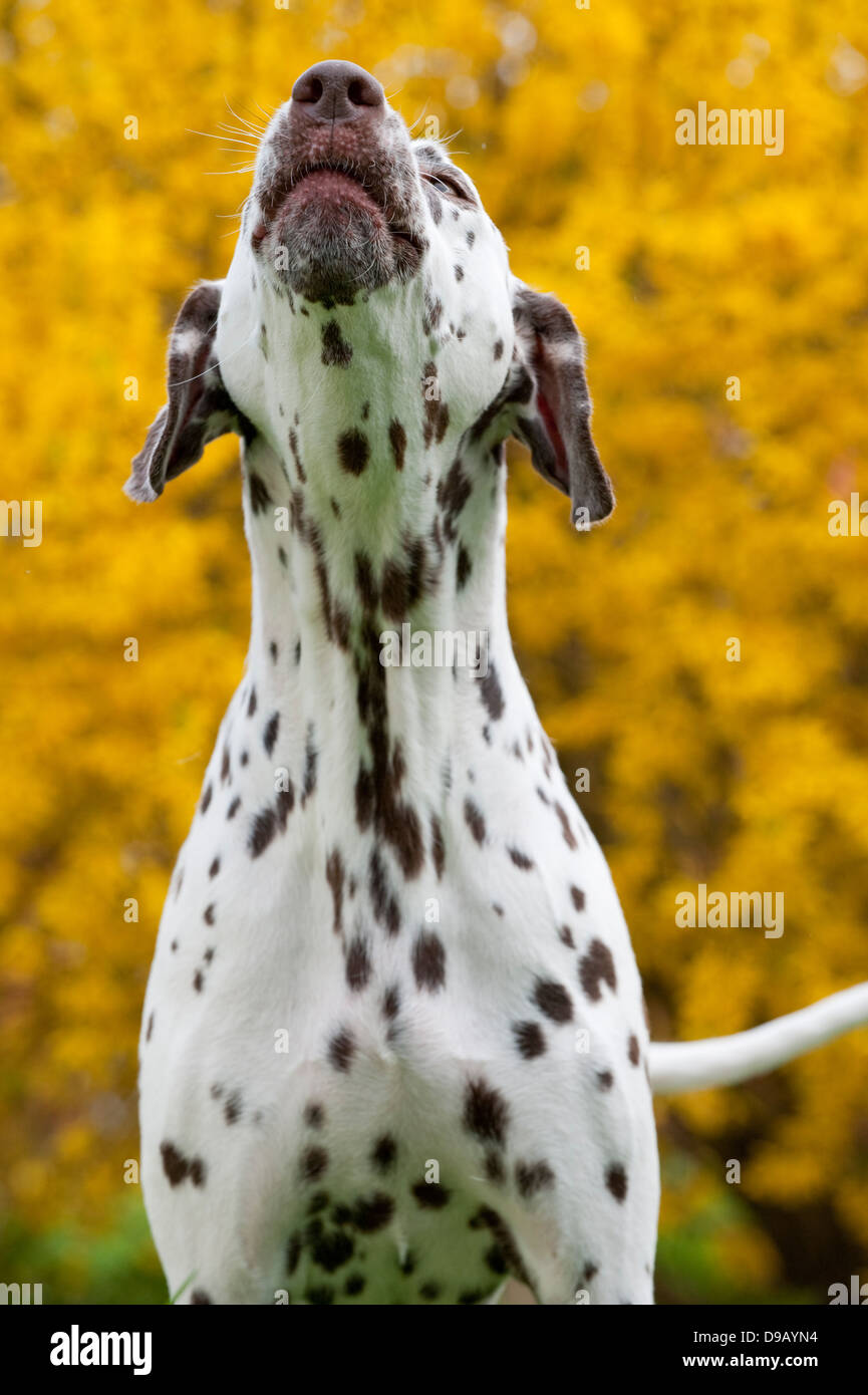 Barking dalmatian dog in nature Stock Photo - Alamy